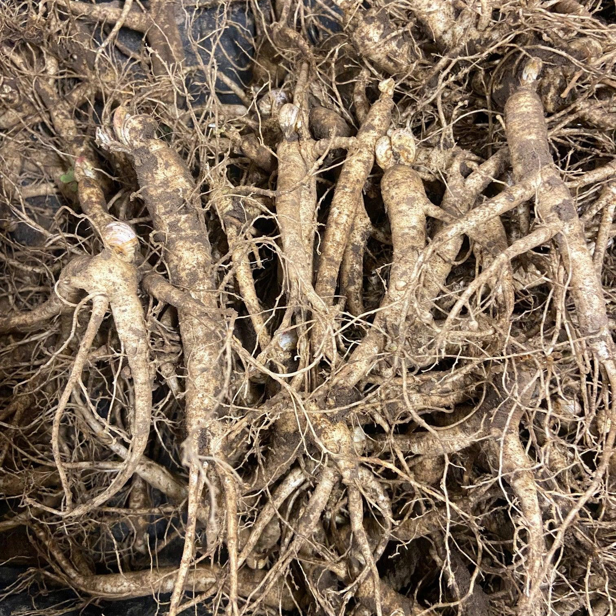 Wisconsin Ginseng Rootlets | Grow Premium Ginseng at Home — Dairyland ...
