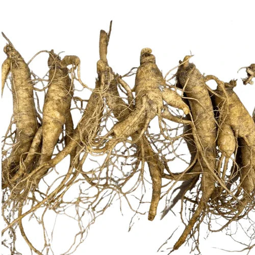 High-Quality Ginseng Rootlets for Planting | Dairyland Ginseng